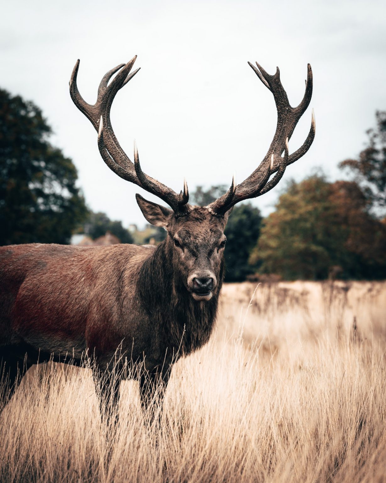 Scottish Wildlife - Peterhead Projects