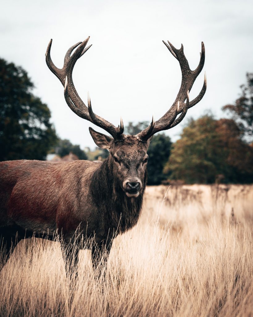 Scottish Wildlife - Peterhead Projects